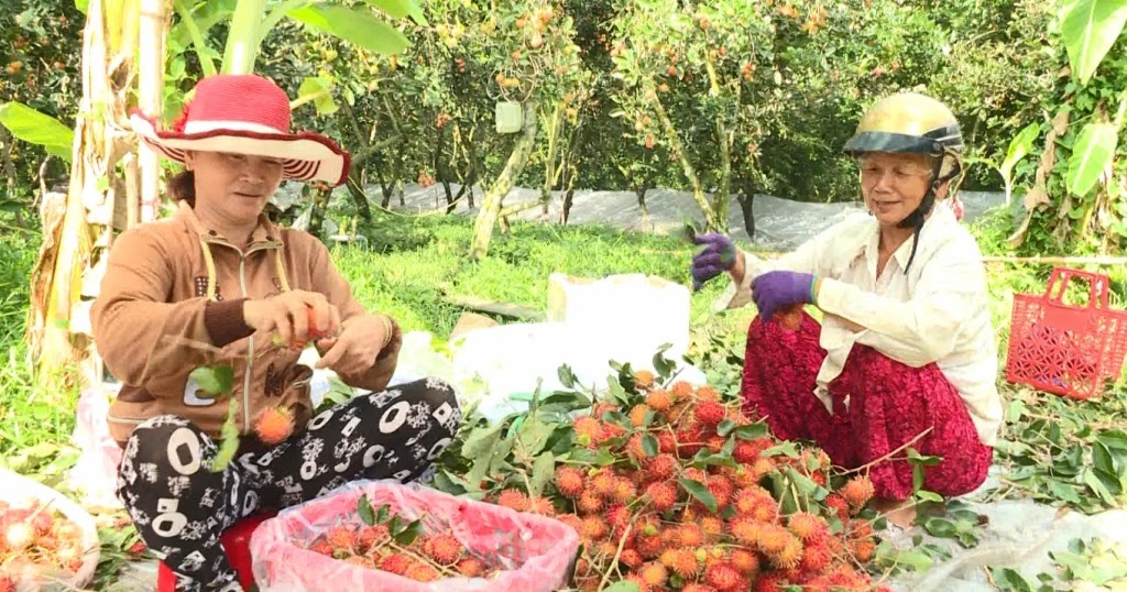 Cù lao Minh trúng mùa chôm chôm nghịch vụ - Trái cây Dũng mập