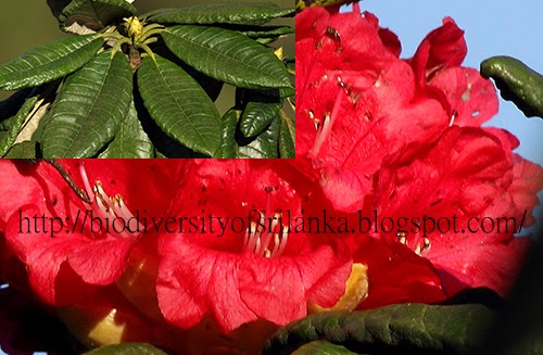 Biodiversity of Sri Lanka: මා රත්මල්[Ma Rathmal]/Rhododendron ...