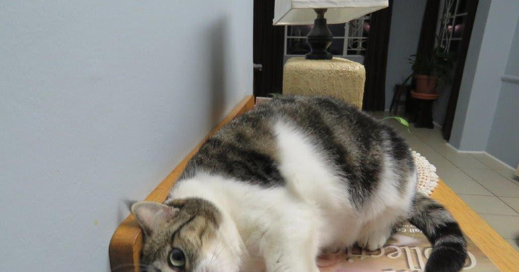 memorable meanders: Vain cat and daft dog