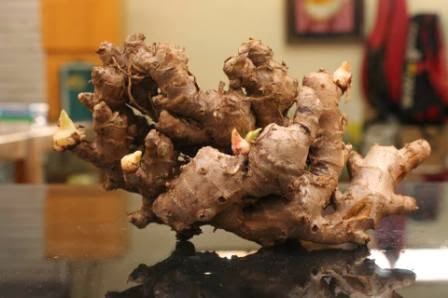 Ilmu Jahe: Budidaya Jahe Merah dengan karung