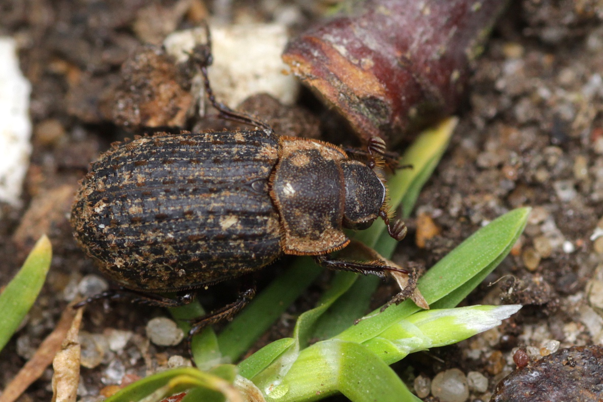 A Little Natural History: After dark
