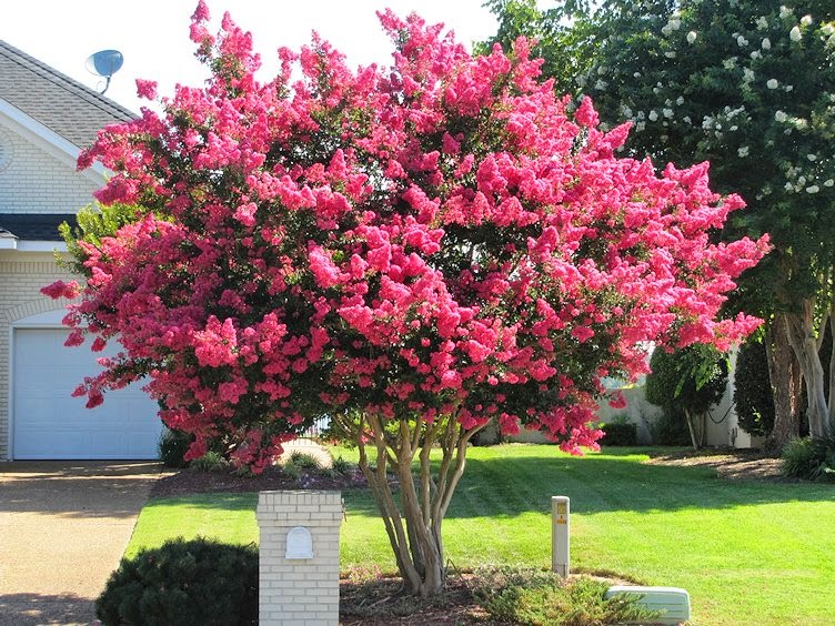 My Virtual Garden 2: Spring in Florida