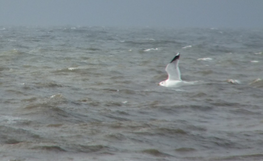 Lancashire and Lakeland Outback Adventure Wildlife Safaris: Little in ...