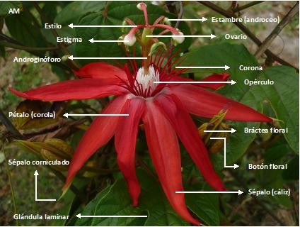 Las pasifloras de Costa Rica