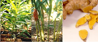 Khasiat dan Manfaat Tanaman Obat - Bangle