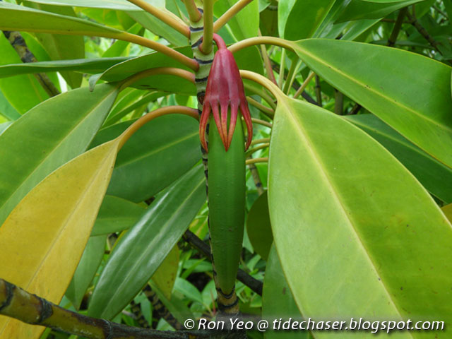 tHE tiDE cHAsER: Tumu Merah (Bruguiera gymnorhiza)