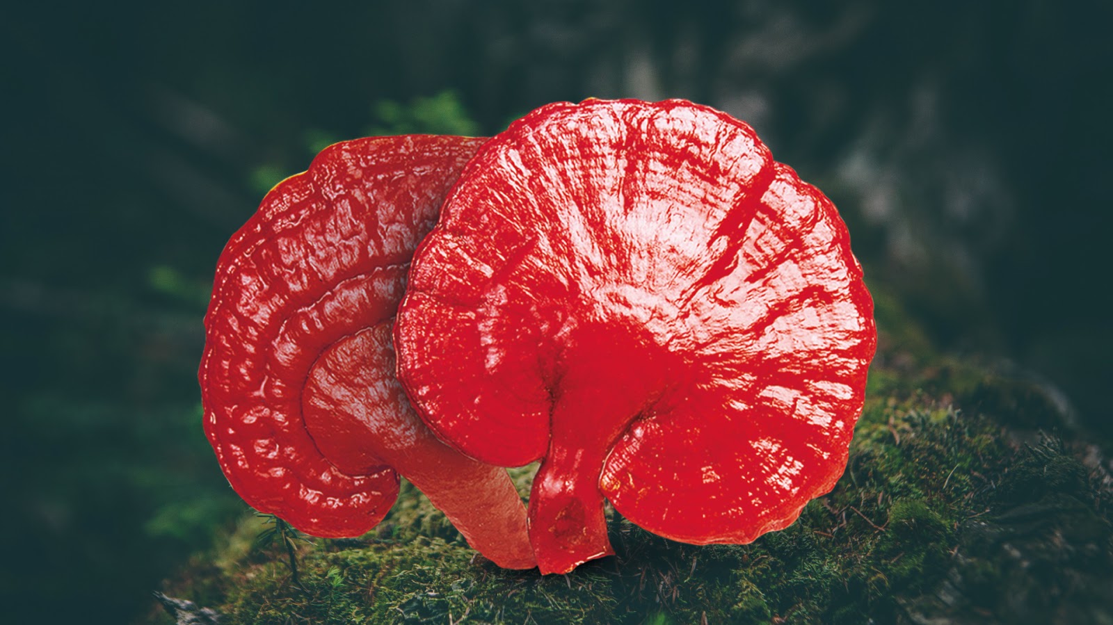 गैनोडर्मा की विशेषतायें ( DXN Ganoderma benefit)