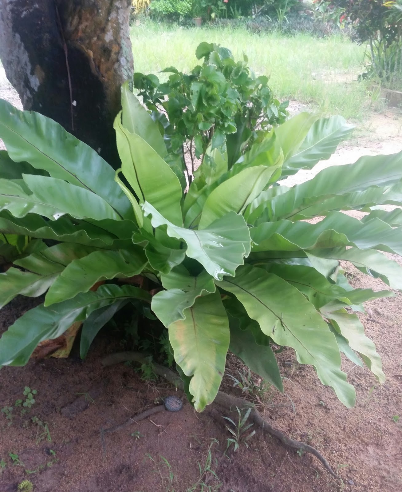 Warisan Petani: Pokok Paku Langsuir.