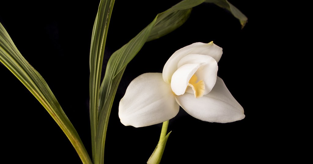 Lycaste orchid care and culture | Travaldo's blog