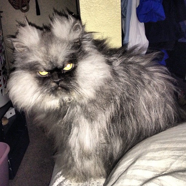 Colonel Meow is the world's angriest cat (15 pics) | Amazing Creatures