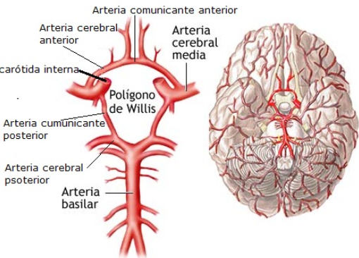 Arterias cerebrales