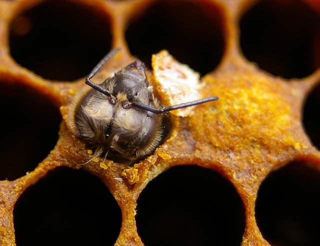 Science Questions from 5th-Graders: What's in the cells?