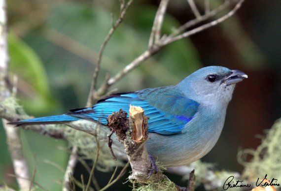 Depósito Santa Mariah: Canto Do Pássaro Azul!
