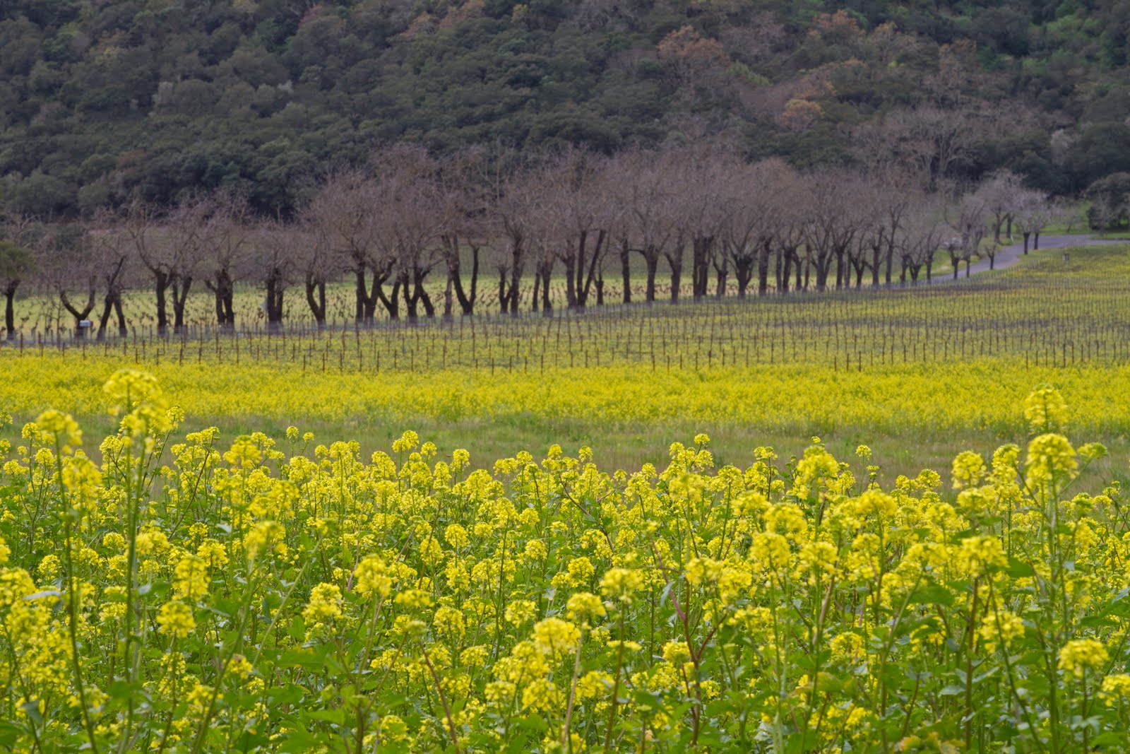 White Mountain Photography News: Mustard Fields Forever