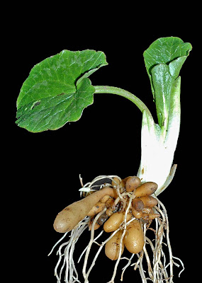 CABINET OF CURIOSITIES: Underground