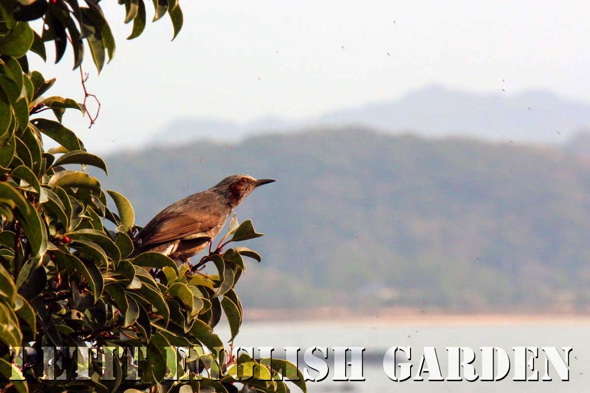 Petit English Garden of MARPLE & POIROT: BIRDS IN OUR GARDEN (庭の鳥たち)