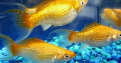 JENIS IKAN MOLLY - Pertanian Organik dan Hidroponik