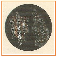 BIOLOGI GONZAGA: TENTANG SEL