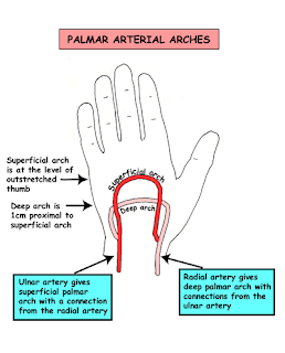 موقع الدكتور أحمد كلحى: صور تشريح Anatomy of the Upper Limb : Cubital ...