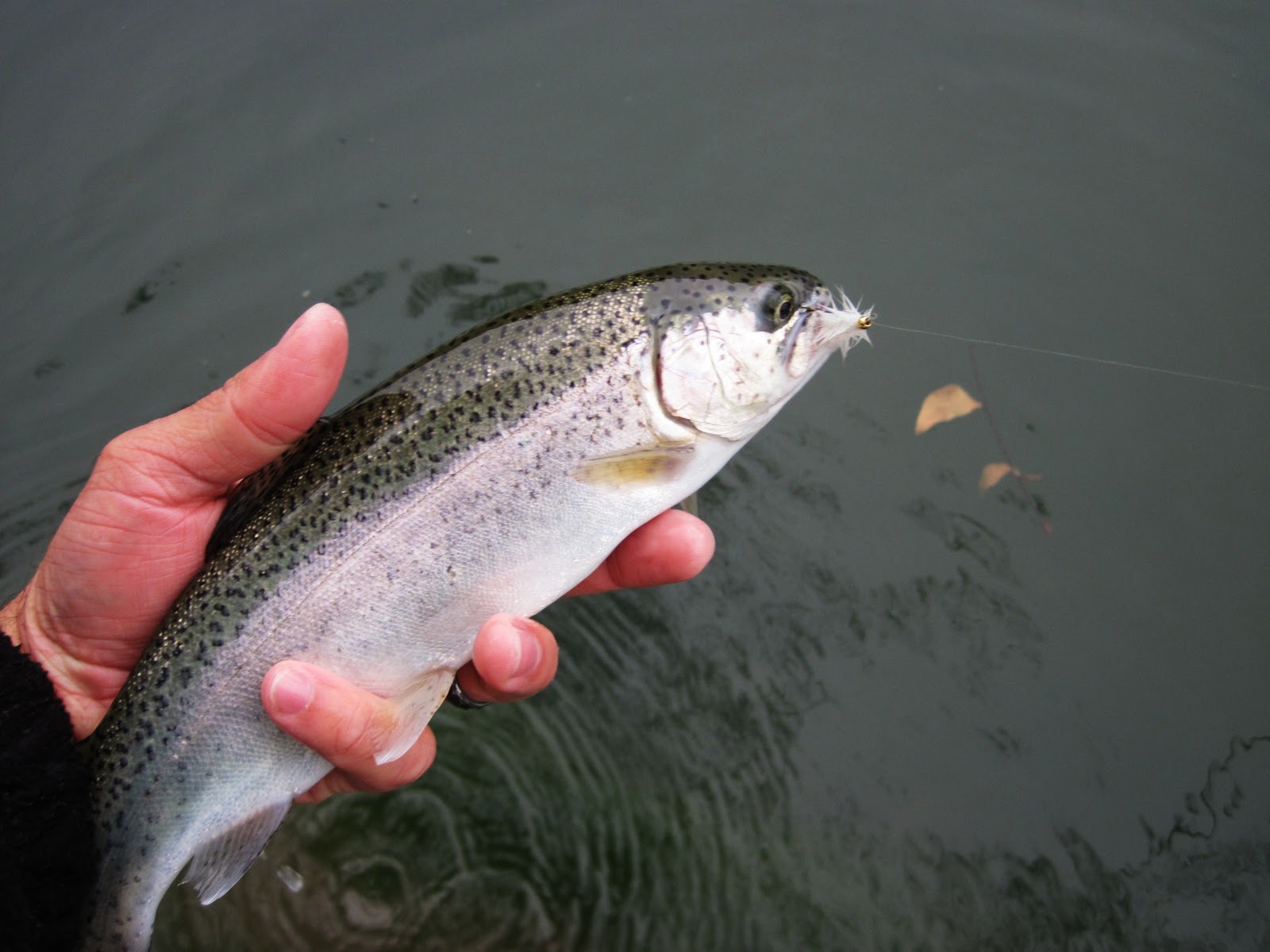 2FlyFish4: The Guad
