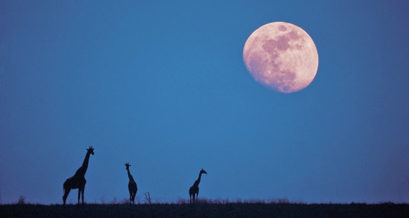 África planea enviar una misión a la Luna - MEXICO EN EL ESPACIO
