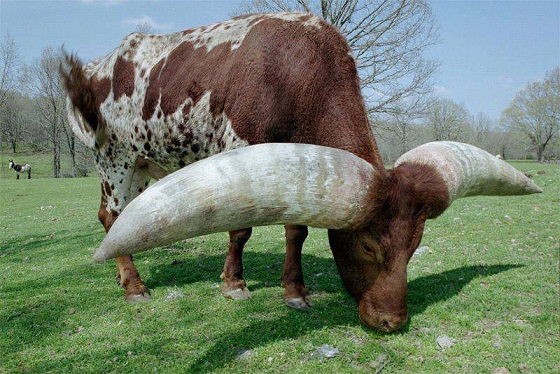 Super Cow Lurch - World's Biggest Horns - IShareNewss