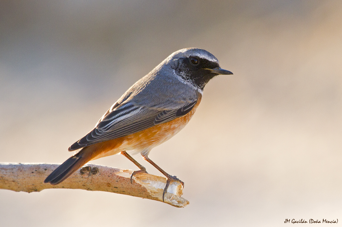 Fotografía de Naturaleza - JM Gavilán: Colirrojo real (Phoenicurus ...