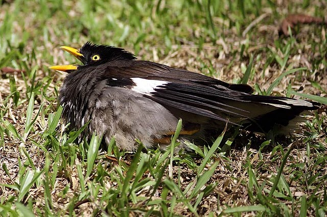 We love Our Bangladesh: Common Myna/Indian Myna(Salik/Shalik Pakhi) is ...