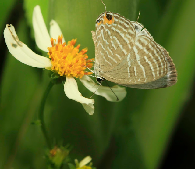 Butterflies of Vietnam: 94. Jamides celeno aelianus (The Common Cerulean)