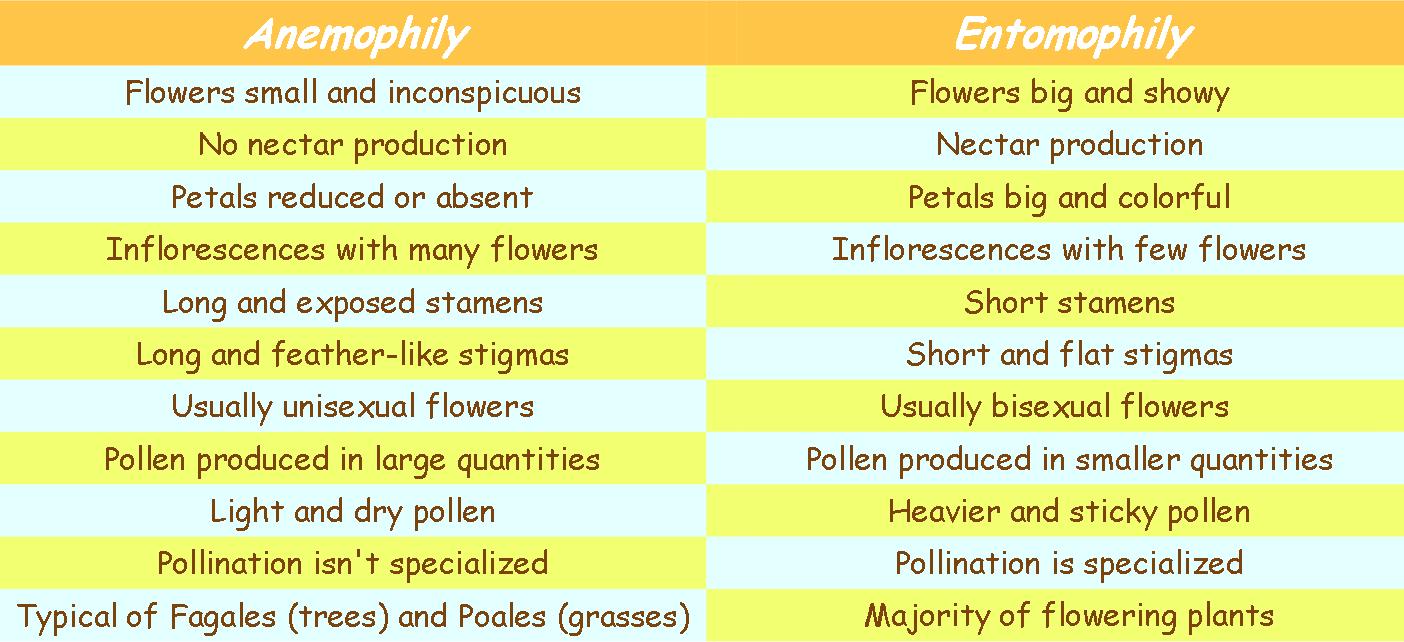 Flower Tales: The Portuguese Oak