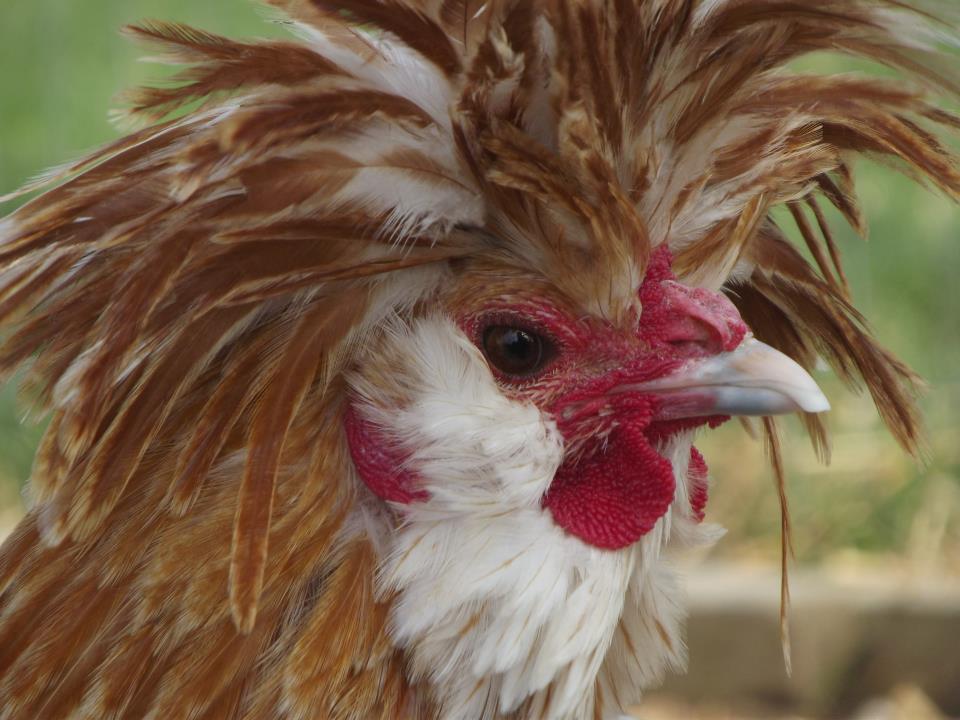 Vanderlaand Barnyard Zoo-log