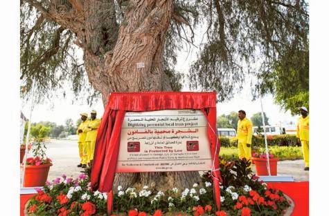 EXPO2020 Dubai UAE: What is the National Tree of UAE?