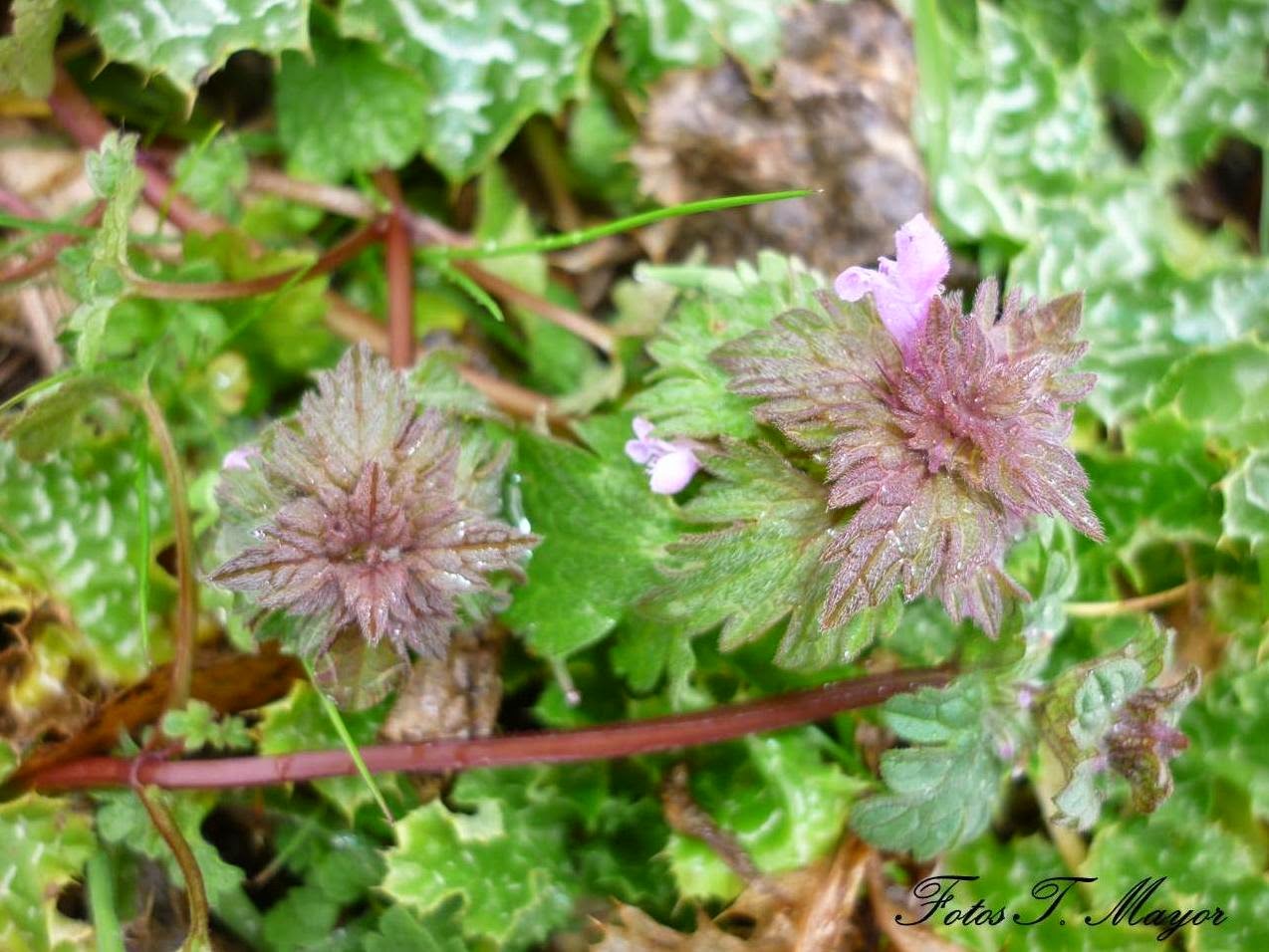 Flores y plantas silvestres: " Lamium purpureum ". Ortiga roja, Lamio ...