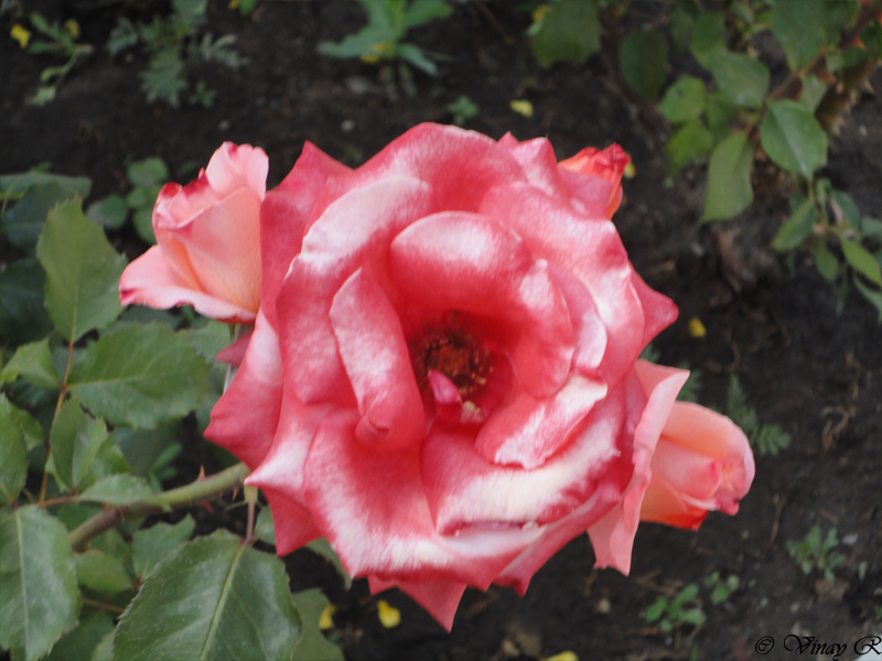 Musafir hoon yaro: Flowers in Lansdowne