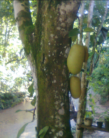 Cempedak | Benefits For Better Life - FRUITS