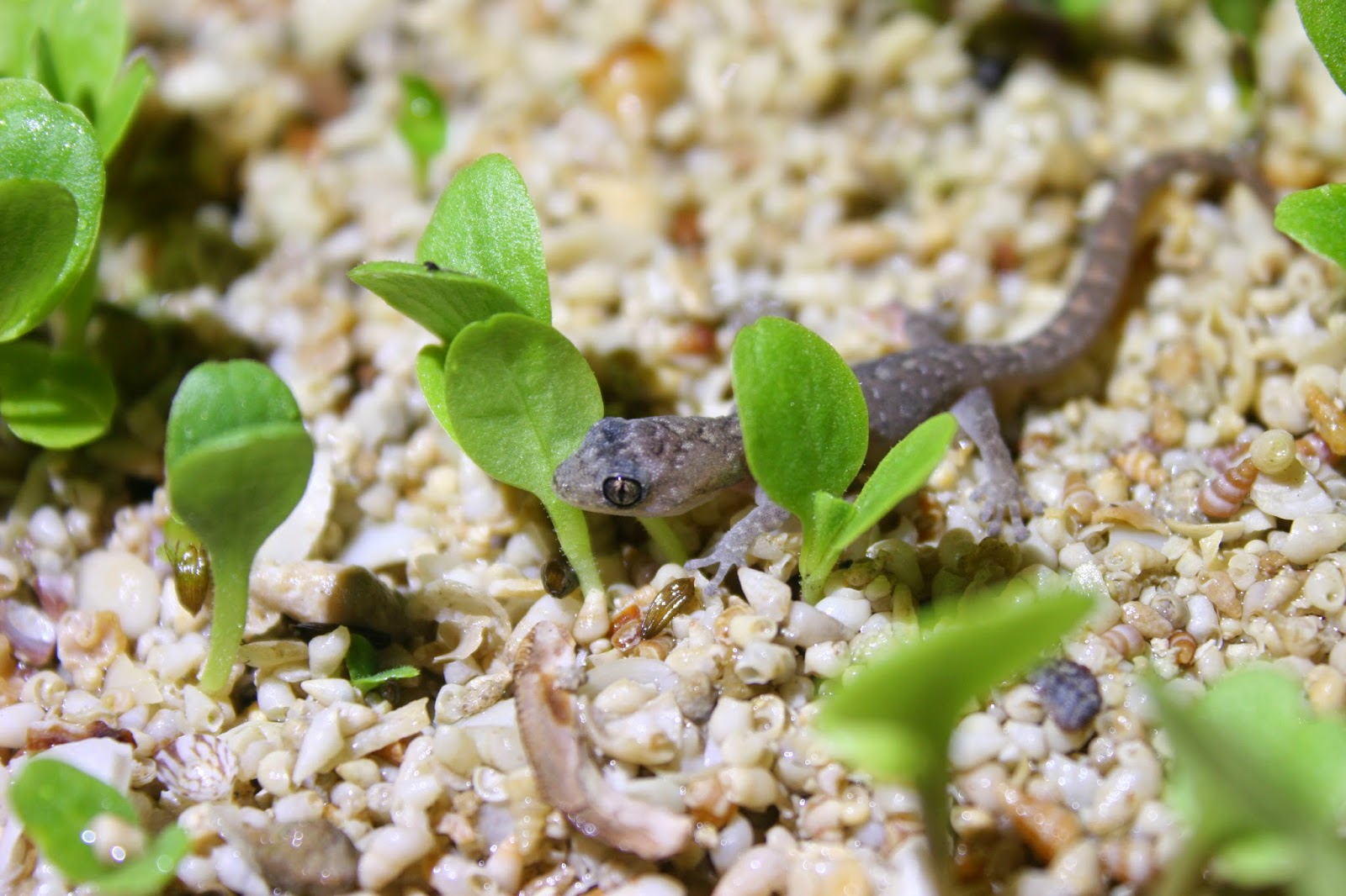 120 things in 20 years: Aquaponics - Shell grit seed raising bee and ...