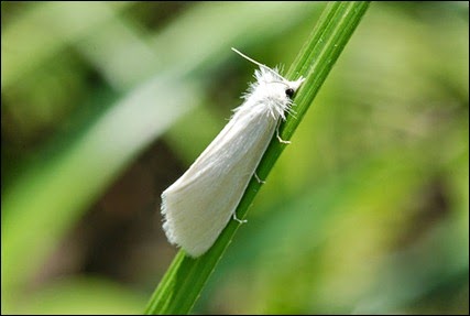 Hama Putih Palsu (Cnaphalocrocis medinalis) | Guruh Zulfahmi