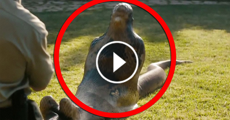 SHOKING VIDEO!!!!! A PYTHON EATS A DRUNK MAN (WATCH VIDEO) YOU WON'T ...