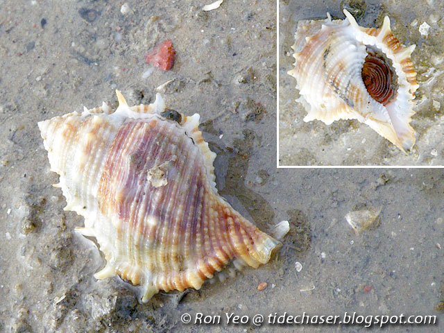 tHE tiDE cHAsER: Marine Snails of Singapore