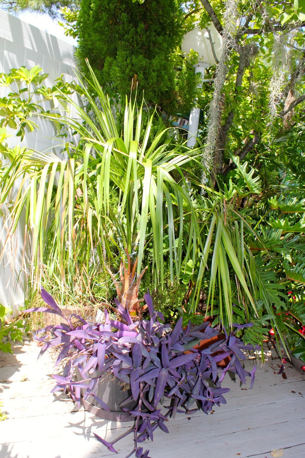 Tropical Gardening in New York City!: Ribbon Palm - Livistona decipiens