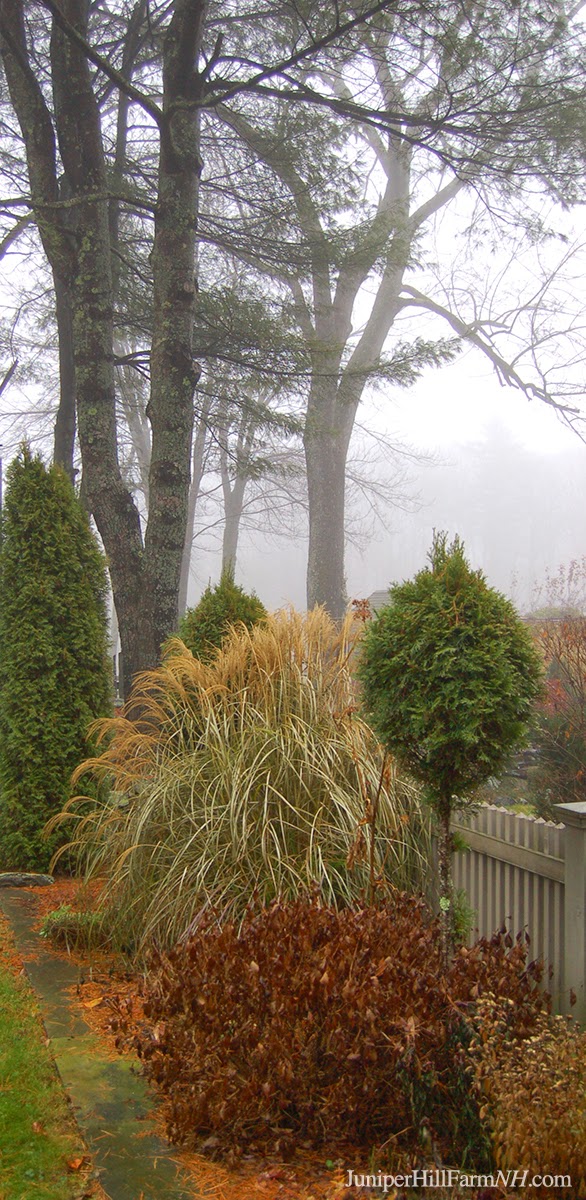 Juniper Hill: So Long, November