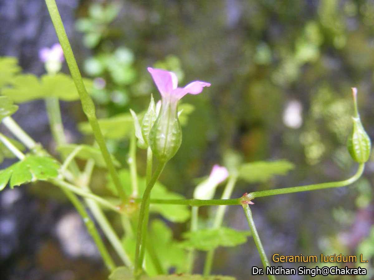 Medicinal Plants: Geranium lucidum