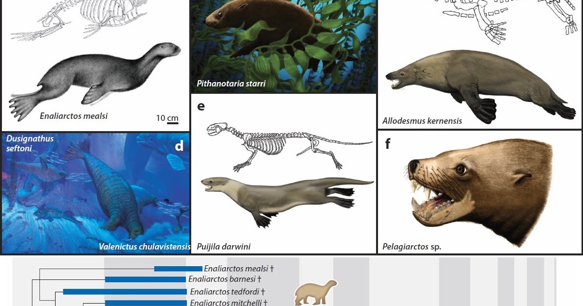 Species New to Science: [PaleoMammalogy • 2018] The Origin and ...