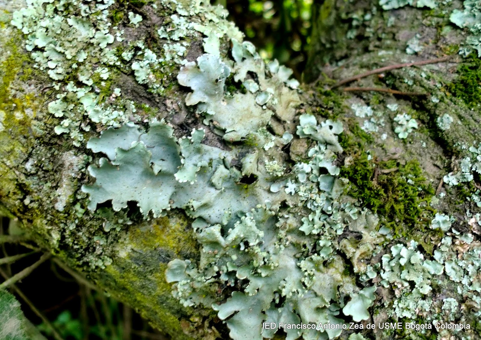 IDEAS PARA MI MUNDO: Líquenes de Usme