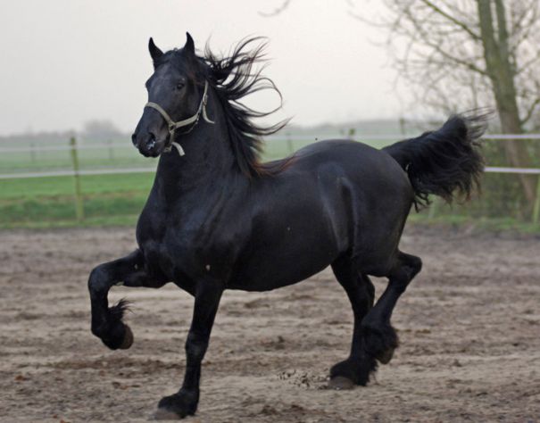 Konji i njihove karakteristike: Svet Konja