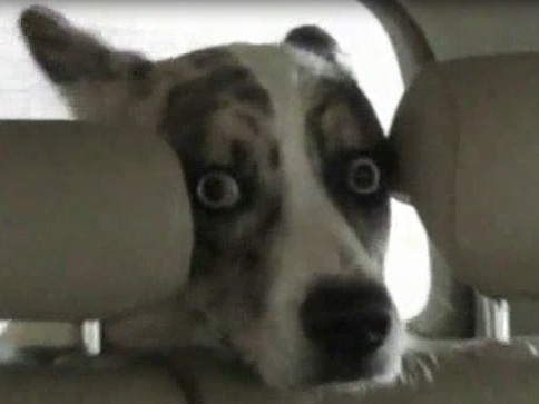 VidEllos [: El Perro Asustado