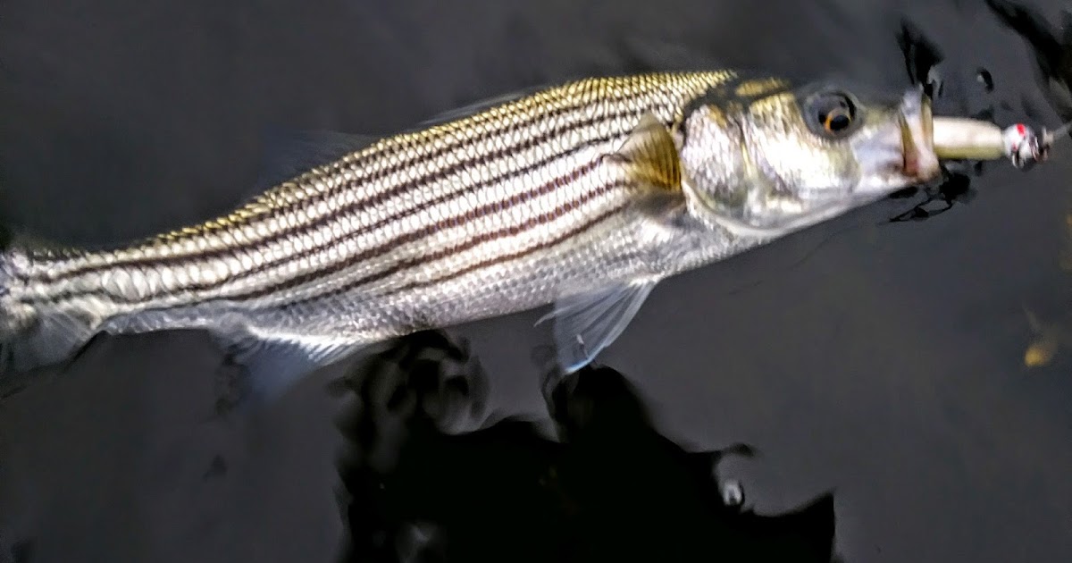 Rhode Island Striped Bass: Small Ones Dominate RI Summer Surf