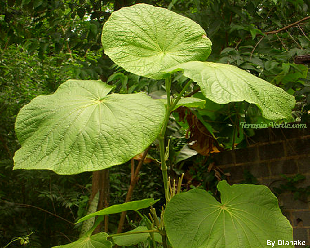 Benefícios da Capeba | Terapia Verde