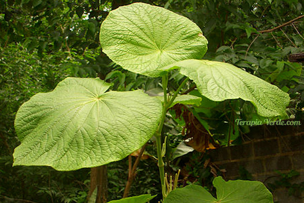 Benefícios da Pariparoba | Terapia Verde