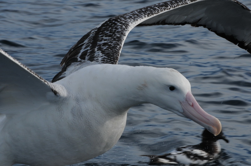 A Wandering Naturalist: New Zealand: Albatrosses and Mollymauks